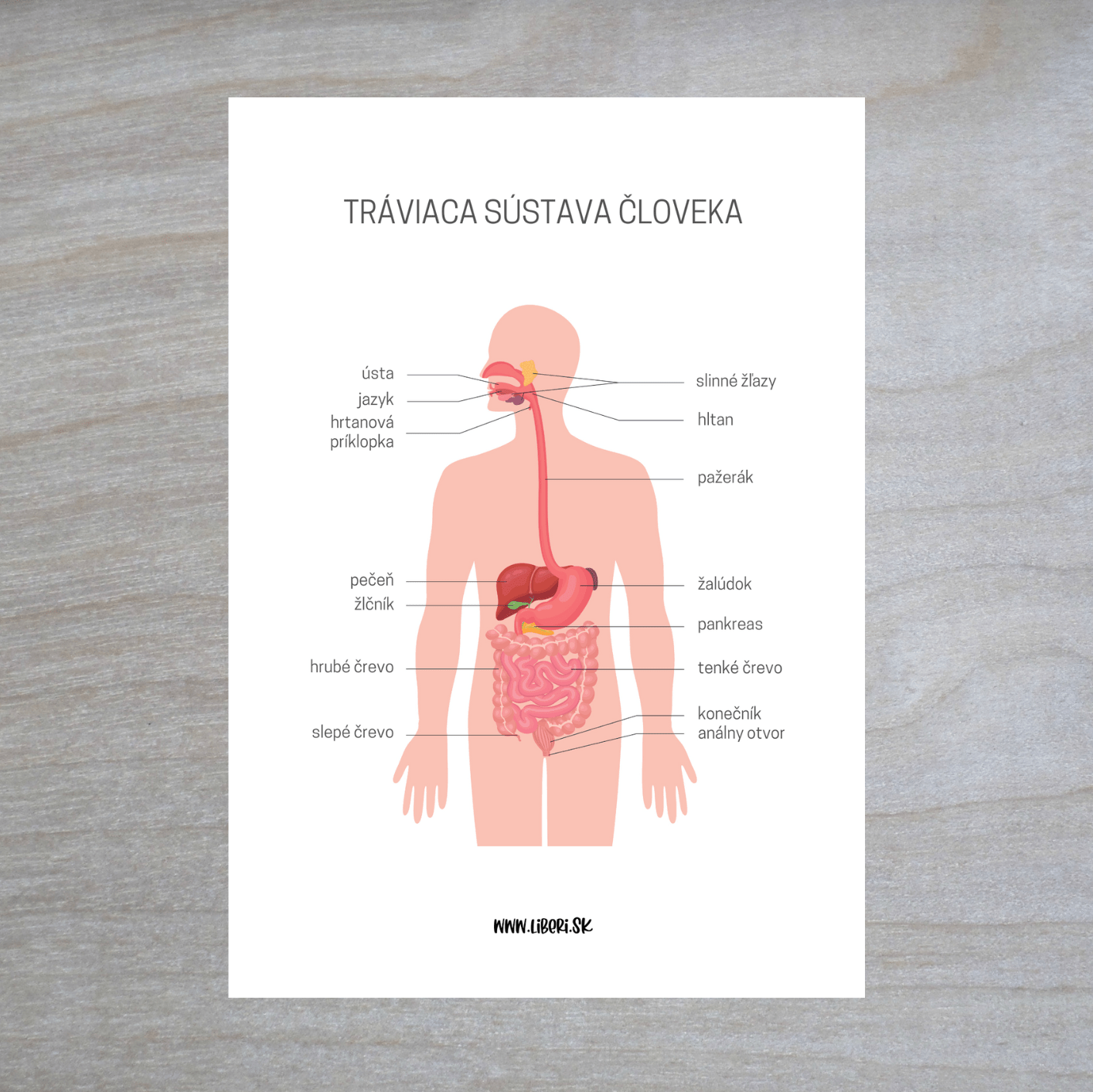 VNÚTORNÉ ORGÁNY tela – 3 plagáty A3 - Biológia | UčiteliaUčiteľom.sk