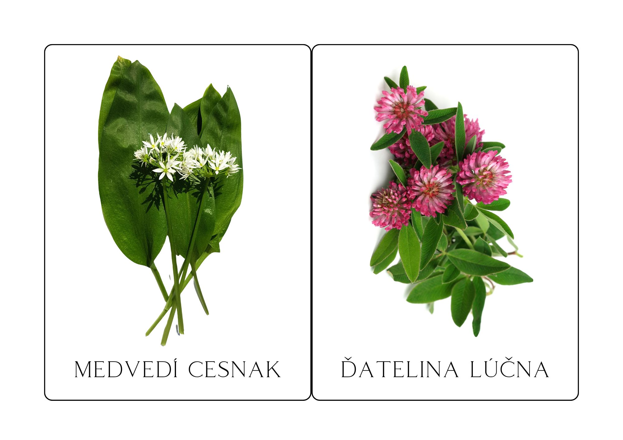 BYLINY, liečivé rastliny - demonštračné obrázky - Prírodoveda ...