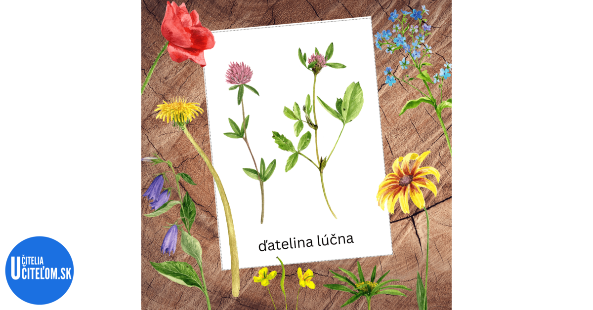 Lúčne kvety a trávy – kartičky - Prírodoveda | UčiteliaUčiteľom.sk